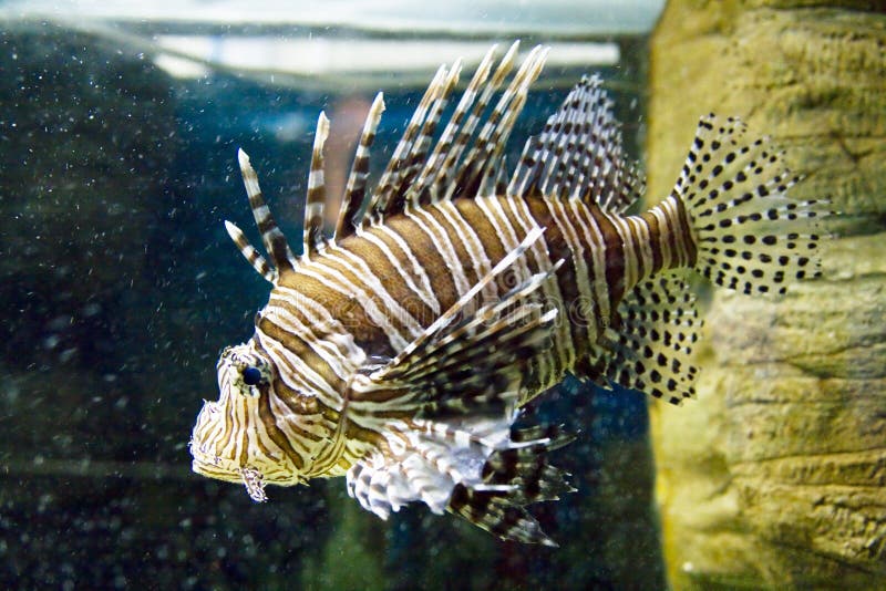 Pesce-zebra immagine stock. Immagine di nave, zebra, tropicale - 30269911