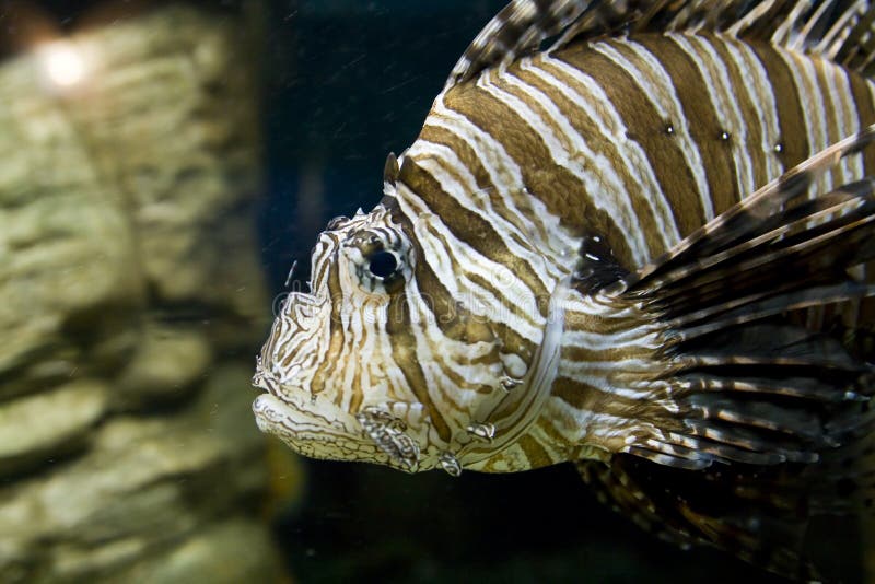 Pesce-zebra immagine stock. Immagine di nave, zebra, tropicale - 30269911