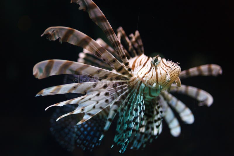 Pesce zebra in acqua fotografia stock. Immagine di striato - 69453878