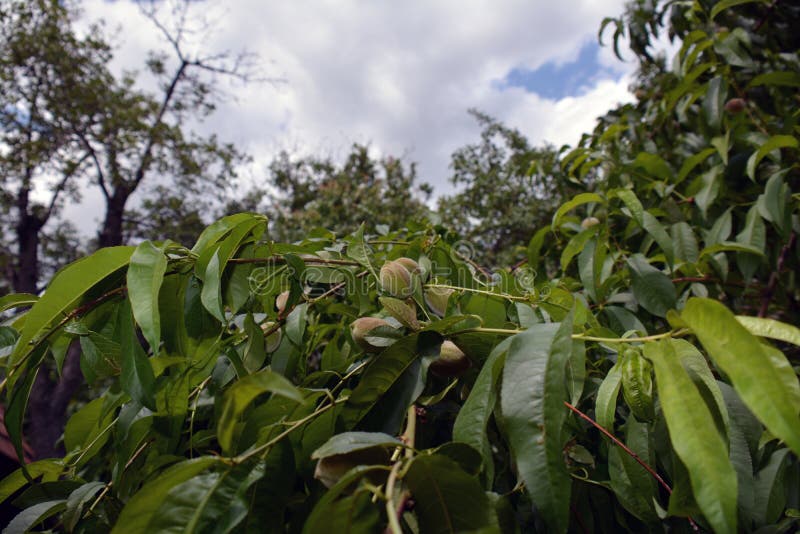 Pesche Che Maturano Sull'albero in Frutteto Immagine Stock - Immagine ...