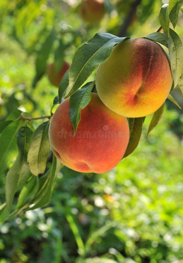 Pesche rosse fotografia stock. Immagine di flora, sugoso - 10690354