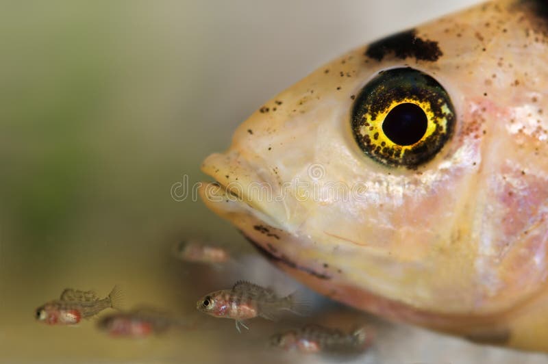 Pesce fotografia stock. Immagine di neonato, tropicale - 17071556