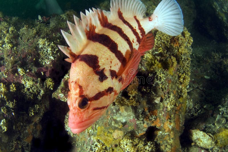 Pesce della roccia immagine stock. Immagine di barriera - 42675041