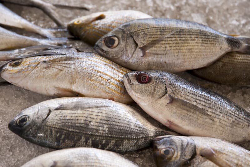 Pesci fotografia stock. Immagine di cuoco, consumo, cottura - 37526312