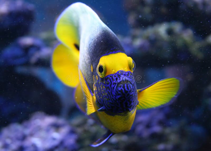 Pesci immagine stock. Immagine di luminoso, viola, subacqueo - 551349