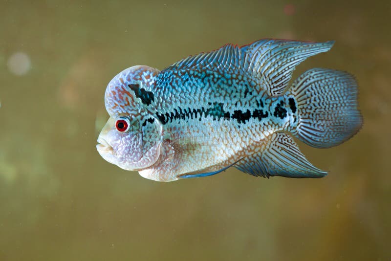 Grandi Pesci Di Mare Blu in Aqurium. Subacqueo Fotografia Stock ...