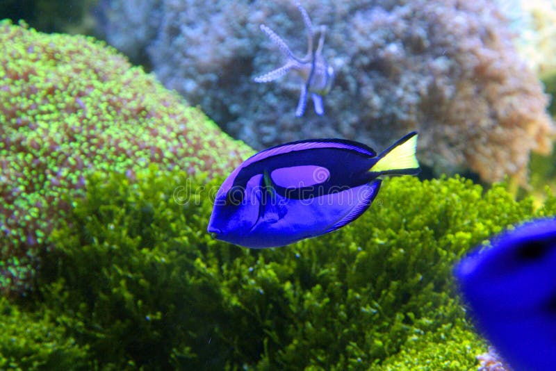 Pesci blu immagine stock. Immagine di profondo, tuffo - 2967999