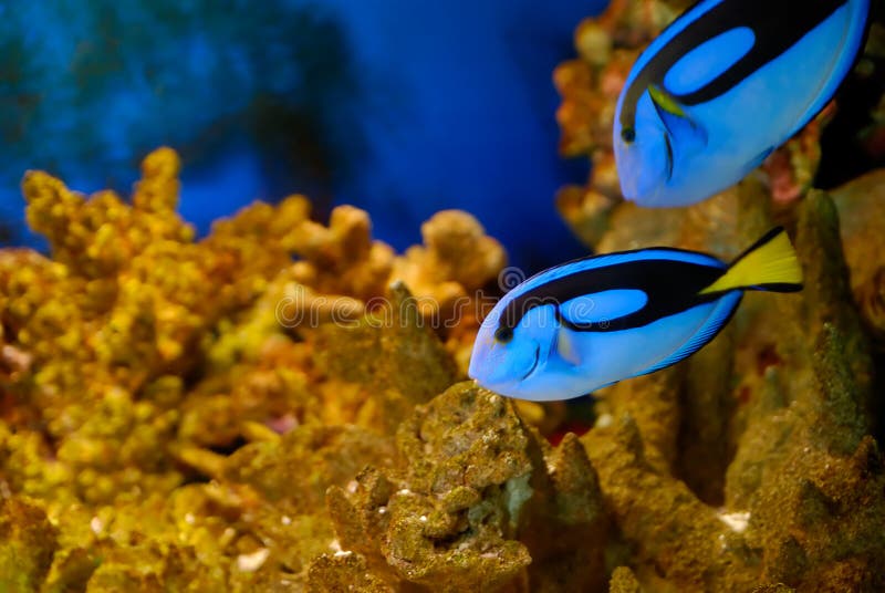 Pesci blu fotografia stock. Immagine di profondo, sceneggiature - 7602440