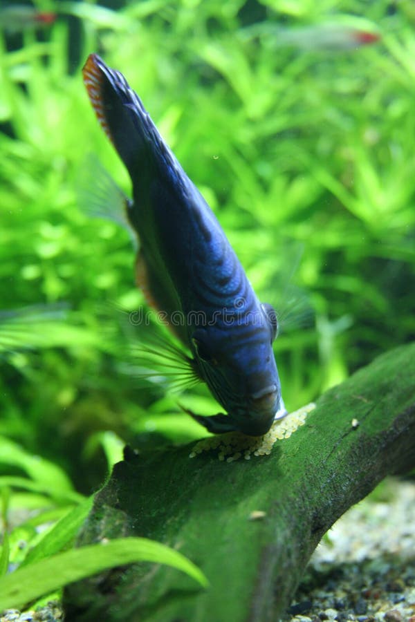 Pesci Blu Del Discus Con Le Uova Immagine Stock - Immagine di lenitivo ...