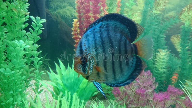 Pesci Blu Del Discus Del Diamante Immagine Stock - Immagine di bellezza ...