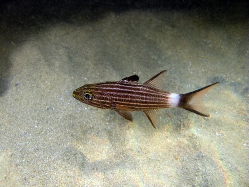 Pesce Cardinale Striato Nero Nella Sabbia Immagine Stock - Immagine di ...