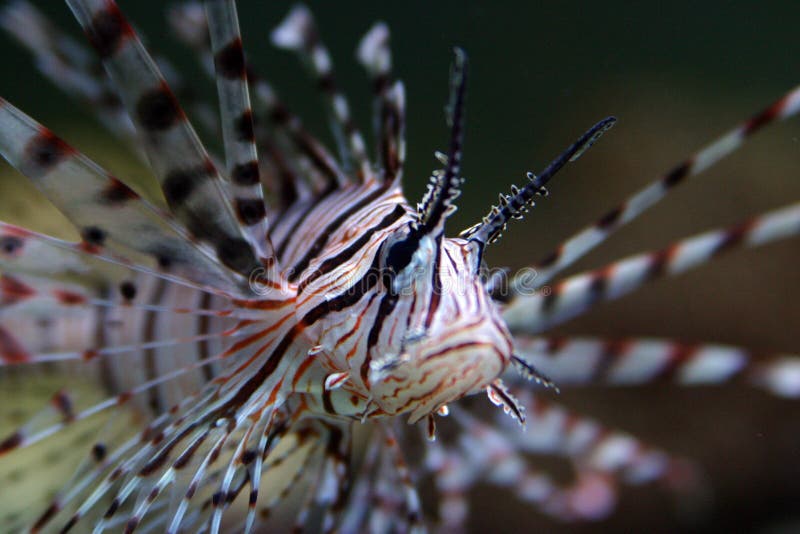 Pesci del leone fotografia stock. Immagine di mare, venoso - 2521044