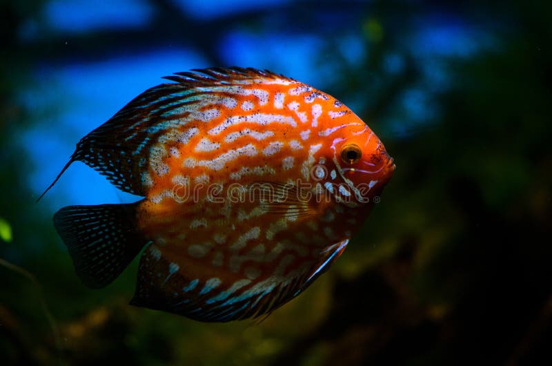 Pesci del Mar Rosso immagine stock. Immagine di profondità - 27690759