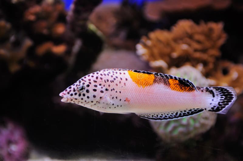 Pesci E Corallo Del Mar Rosso Immagine Stock - Immagine di barriera ...