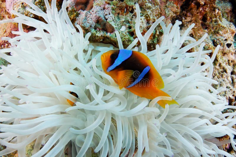 Pesci Del Pagliaccio Ed Anemone - Mar Rosso Fotografia Stock - Immagine ...