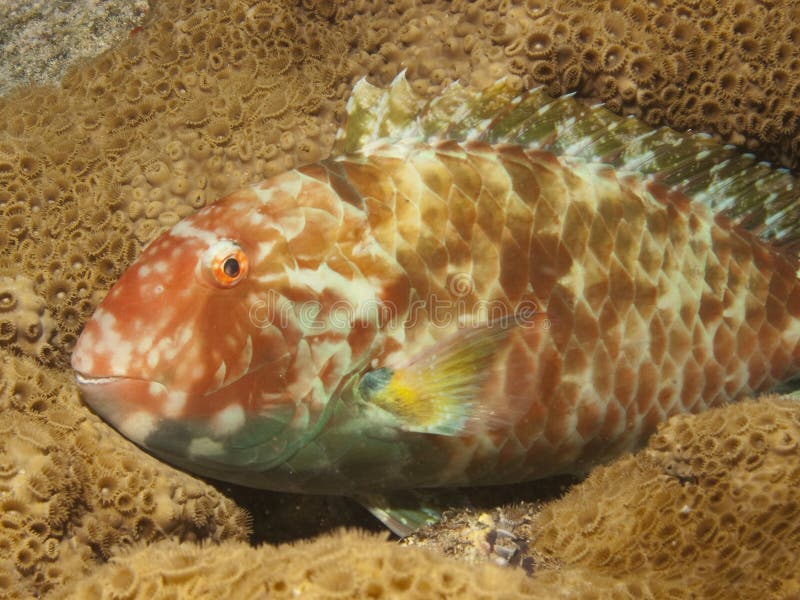 Pesci del pappagallo immagine stock. Immagine di pappagallo - 12252617