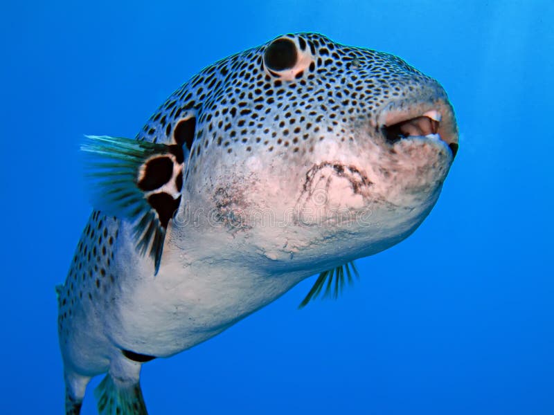 Pesci del pesce palla fotografia stock. Immagine di tramonto - 11001786