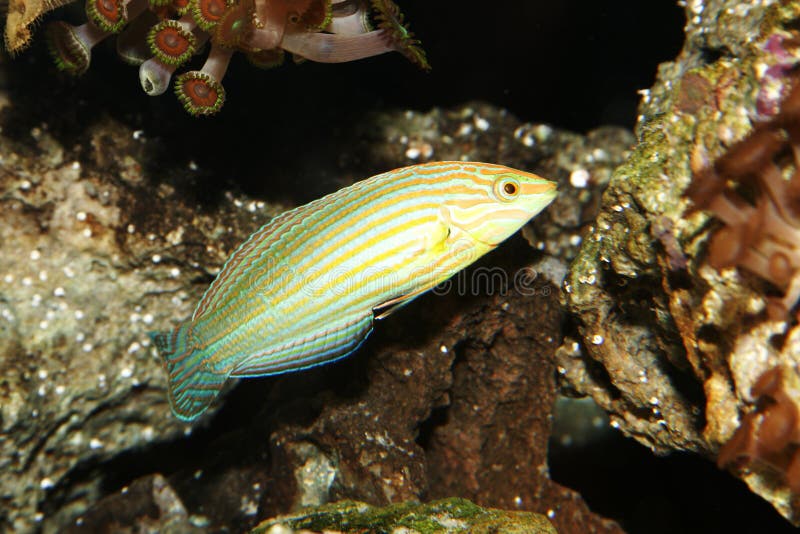 Pesce del labro comune immagine stock. Immagine di grande - 73767971