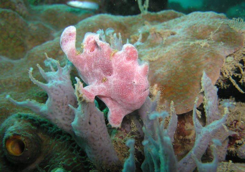 Pesce Rosso Della Rana (Moalboal - Cebu - Filippine) Fotografia Stock ...