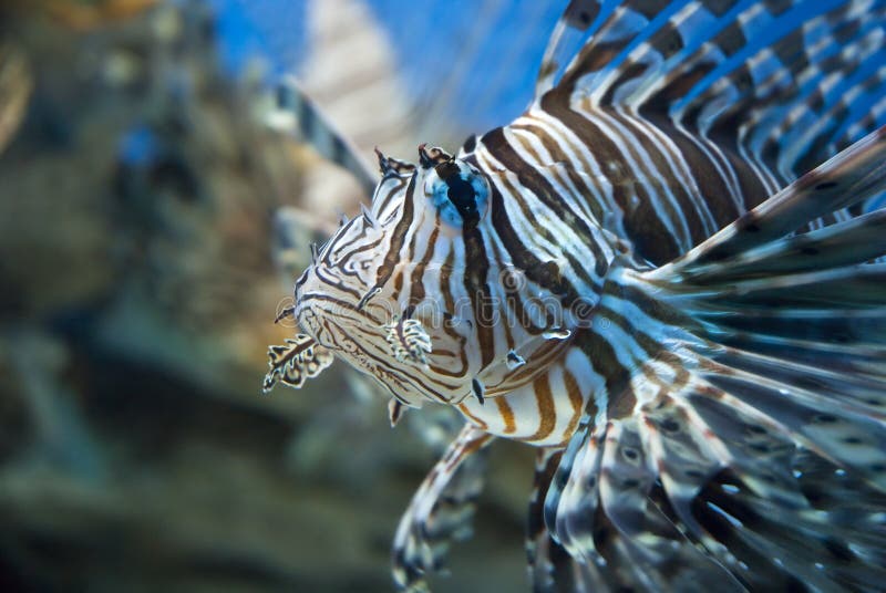 Pesce zebra immagine stock. Immagine di acquario, pesci - 12379607