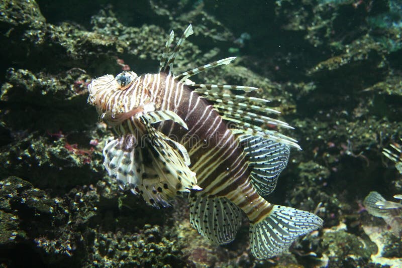 Pesce zebra fotografia stock. Immagine di puntura, acqua - 1388318