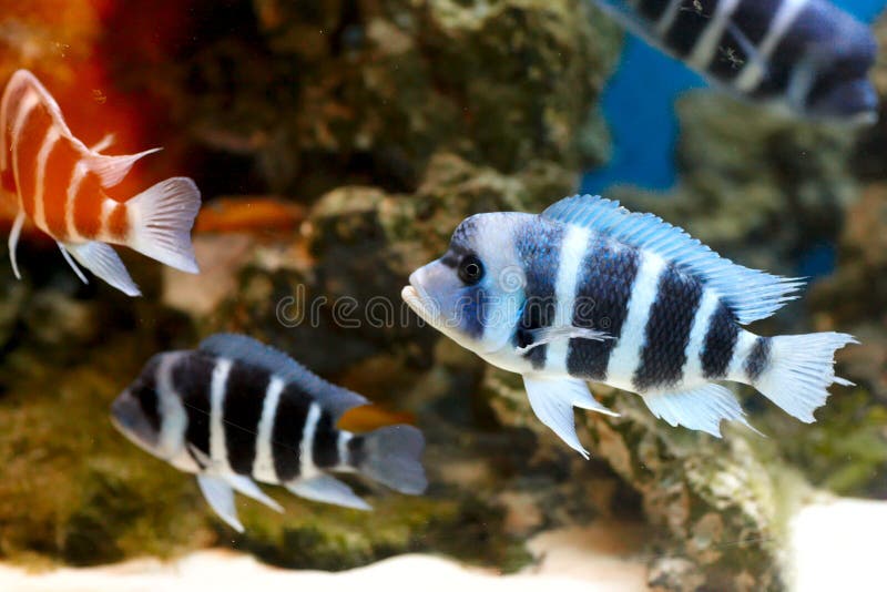 Pesce zebra rosso immagine stock. Immagine di fatto - 147091613