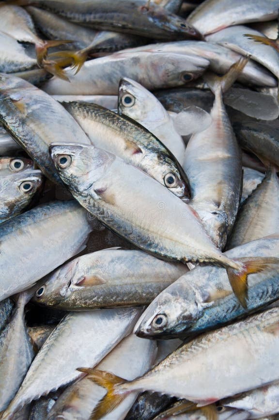 Pesci dello scombro immagine stock. Immagine di scombro - 25282935