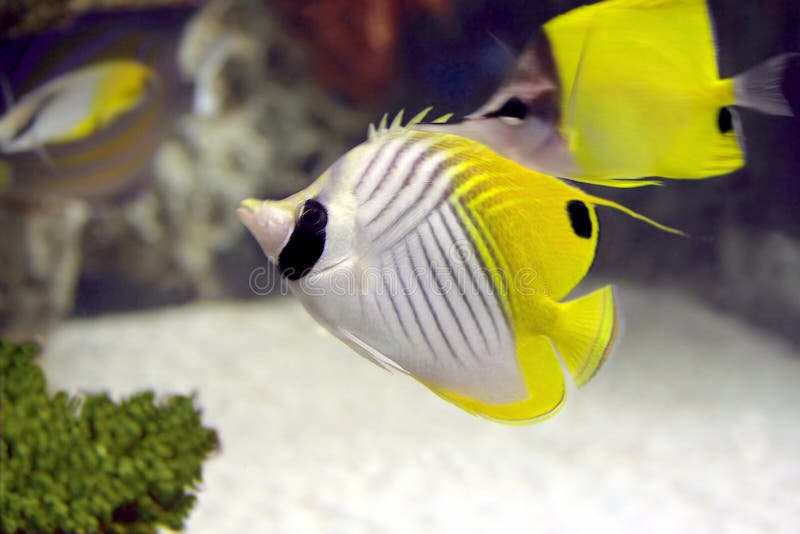 Pesce-imperatore (pesce-angelo) Immagine Stock - Immagine di oceano ...