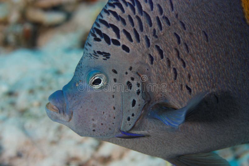 Pesci Di Angelo (maculosus) Del Pomacanthus - Mar Rosso Immagine Stock ...