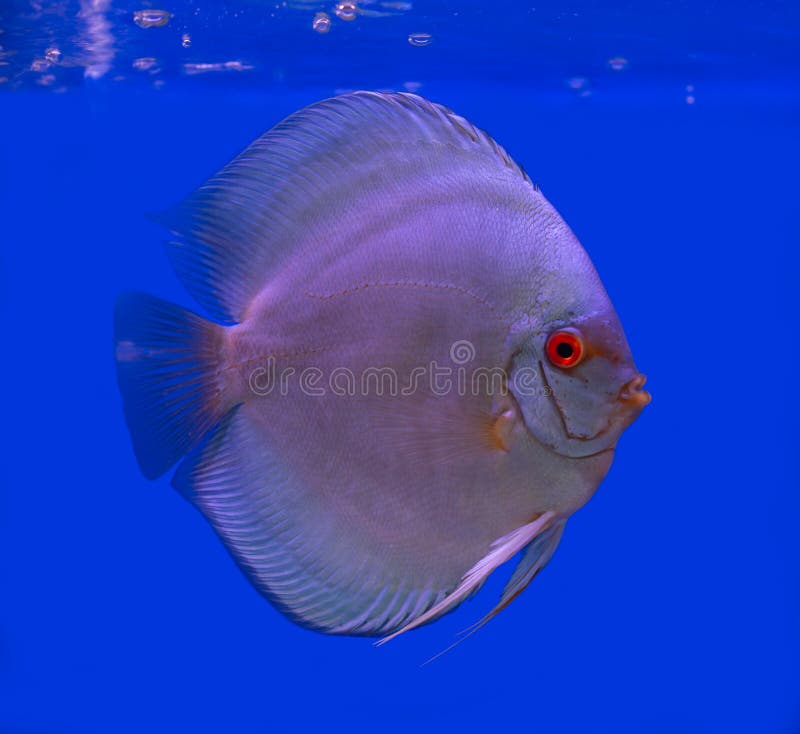 Pesci di mare in blu immagine stock. Immagine di colore - 158664247