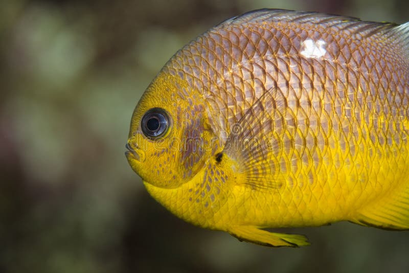 Pesce marino giallo immagine stock. Immagine di coldblooded - 7374265