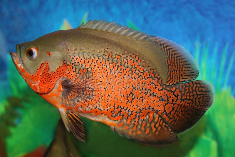 Pesce oscar tigre immagine stock. Immagine di vivo, tropicale - 3269285