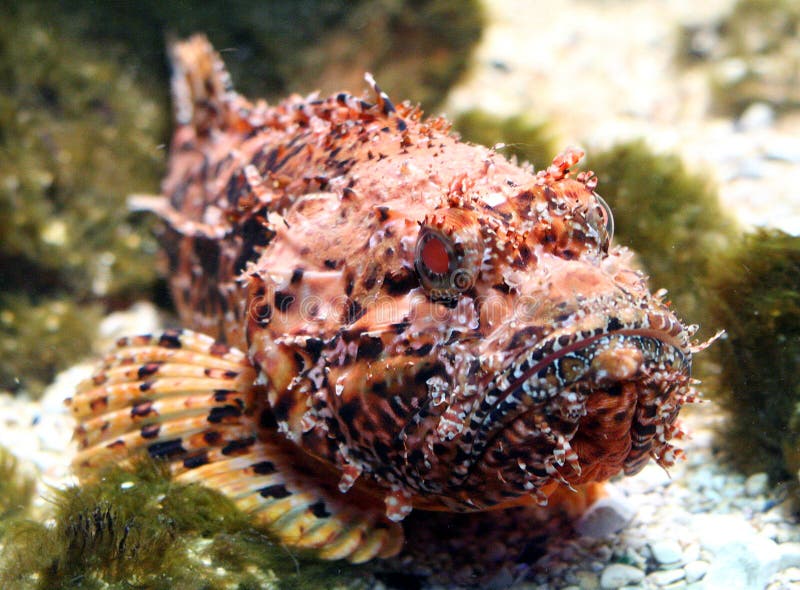 Pesci di scorpione brutti fotografia stock. Immagine di vita - 17732022