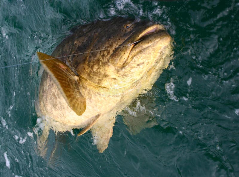 Pesci enormi immagine stock. Immagine di concorrenza, gigantesco - 749071