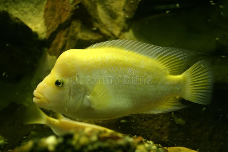 Pesce giallo fotografia stock. Immagine di marino, occhio - 1887186