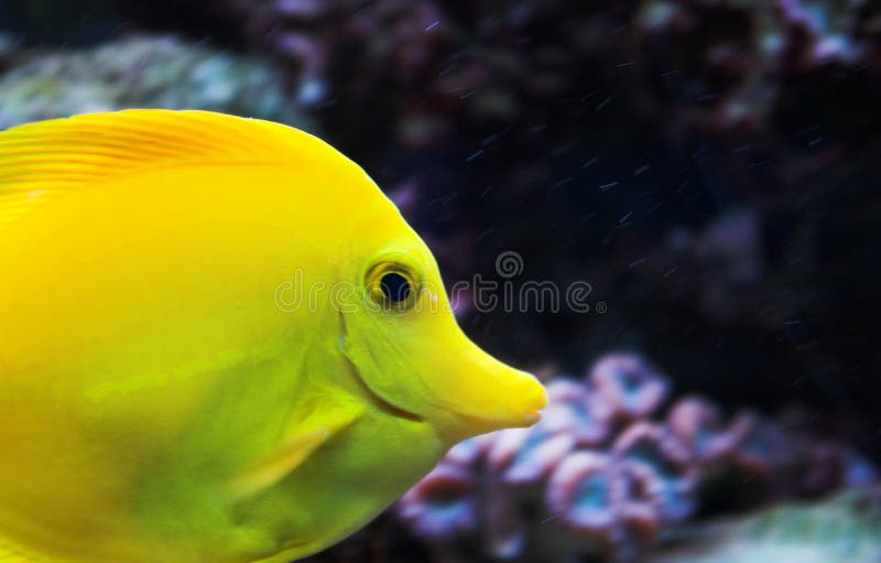 Pesce giallo dell'acquario fotografia stock. Immagine di configurazione ...