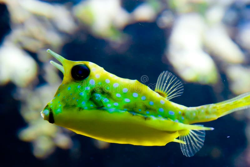 Pesce Giallo Con Pianta Verde Sott'acqua Fotografia Stock - Immagine di ...