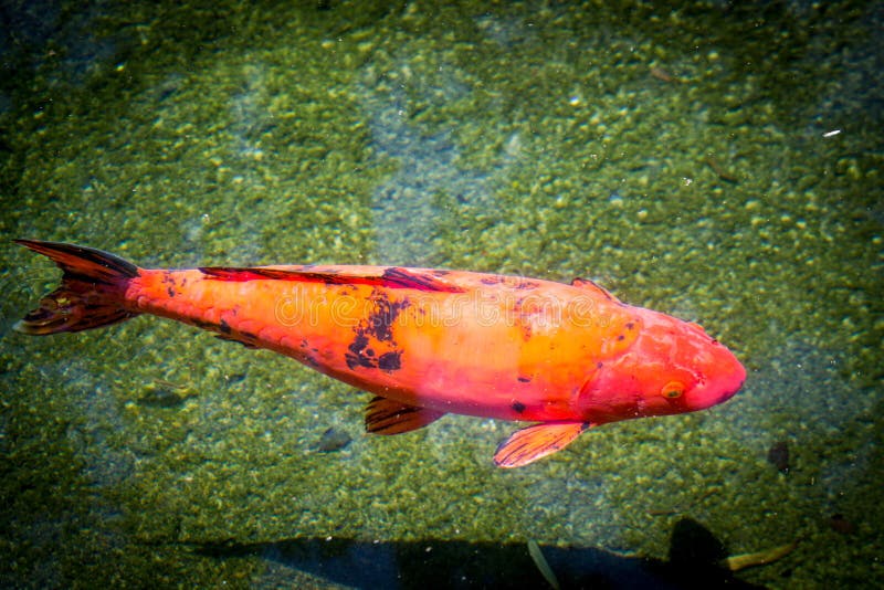 Pesci giapponesi di Koi immagine stock. Immagine di frenesia - 94764937