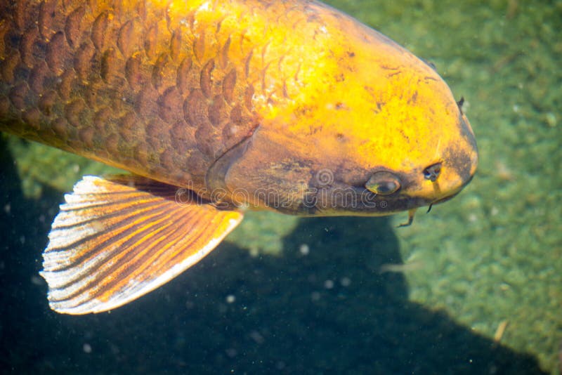 Pesci giapponesi di Koi immagine stock. Immagine di cinese - 94775557