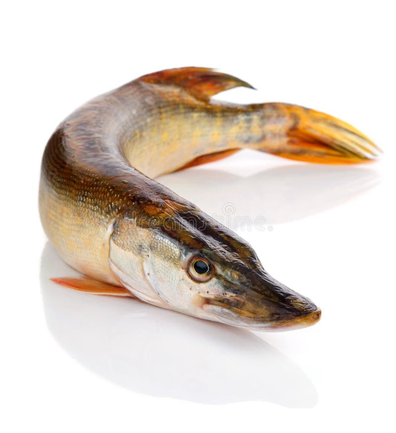 Pesci Predatori Su Sfondo Bianco Immagine Stock - Immagine di ...