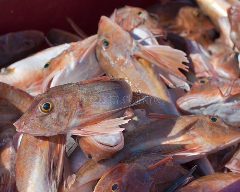 Triglidae Crudo Fresco Del Mare, Pettiross Di Mare O Pesce Del Capone ...