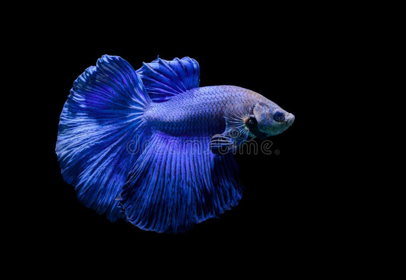Pesci Siamesi Blu Di Combattimento, Betta Splendens Fotografia Stock ...
