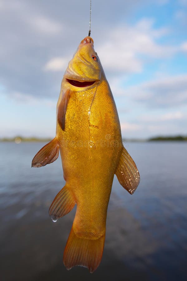Pesci: tinche fotografia stock. Immagine di selvaggio - 6009104