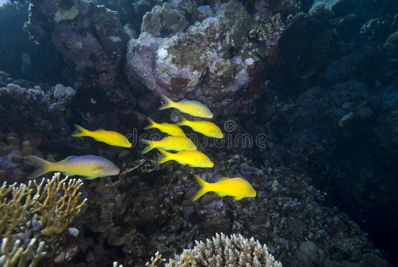 Pesce tropicale giallo immagine stock. Immagine di colorato - 13853535