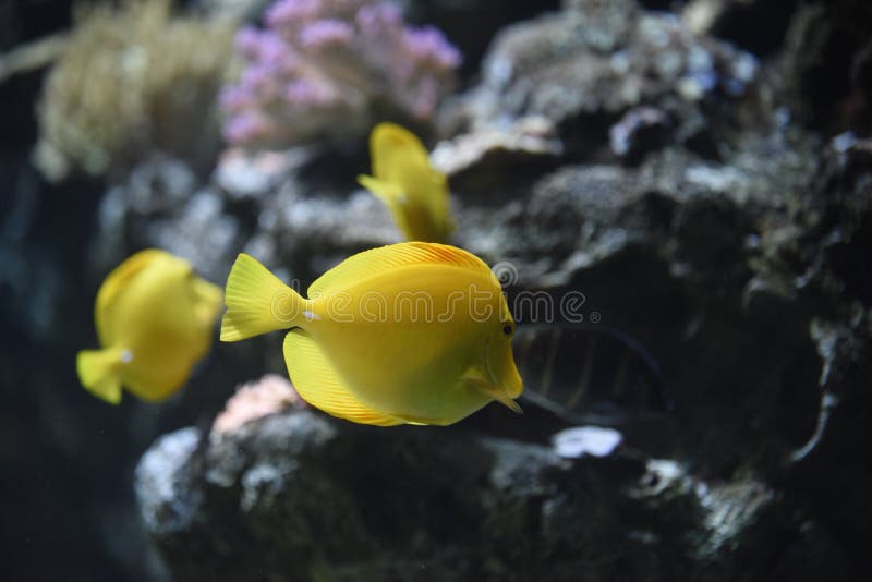 Pesci tropicali gialli immagine stock. Immagine di pesci - 80462277