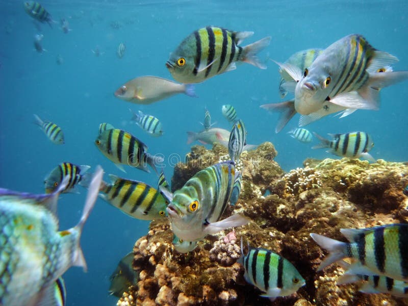 Pesci Tropicali, Mar Rosso in Sharm El Sheikh Fotografia Stock ...