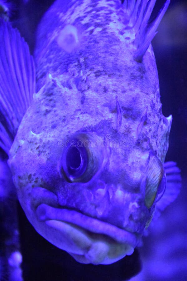 Pesce colorato immagine stock. Immagine di marino, animale - 155362267