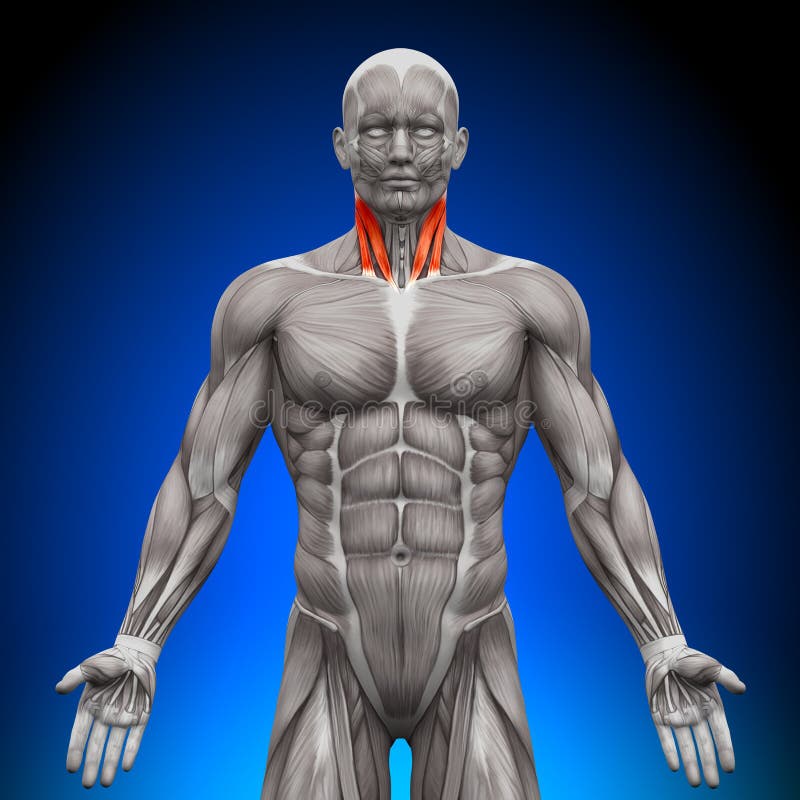 A anatomia do pescoço ilustração stock. Ilustração de biomédico - 57248424