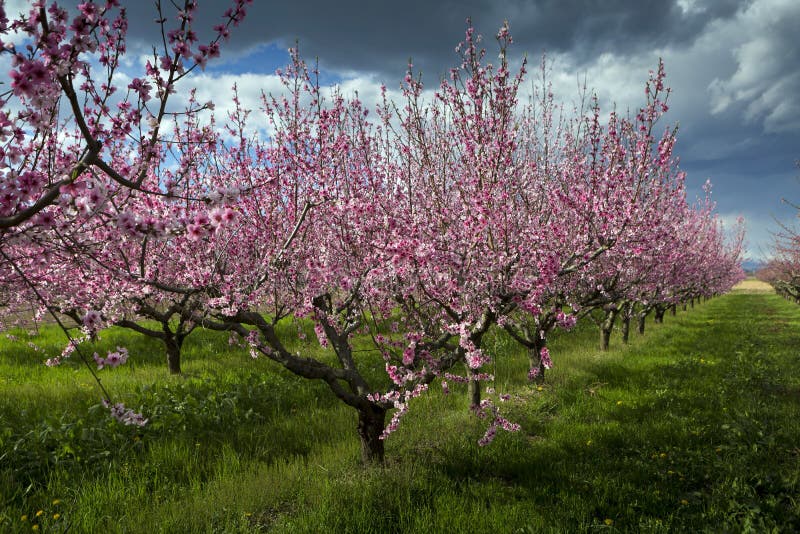 Pesco fotografia stock. Immagine di autunno, nave, filiale - 39803106