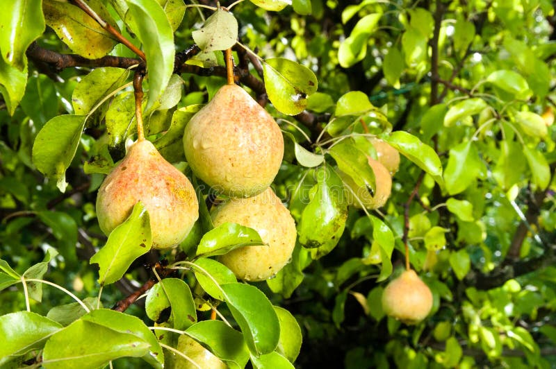Pesr stock image. Image of pear, juicy, delicious, nature - 44044575